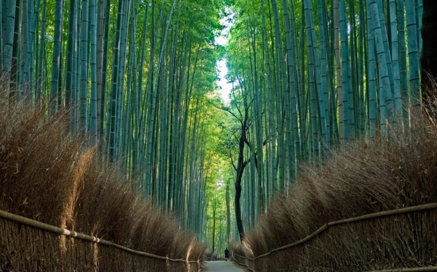Osaka/Kyoto:Kinkakuji,Arashiyama,FushimiInariShrine,NaraPark - How the Tour Feels in Practice