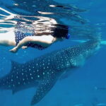 Oslob Whale Shark, Aguinid Falls & Moalboal Snorkeling - What’s Included and What’s Not