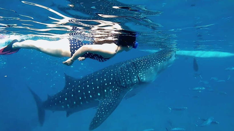 Oslob Whale Shark, Aguinid Falls & Moalboal Snorkeling - What’s Included and What’s Not