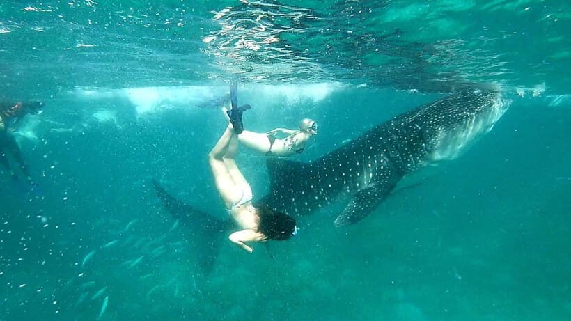 Oslob: Whale Shark Swim & Aguinid Falls Adventure Tour - What Makes This Tour Stand Out?