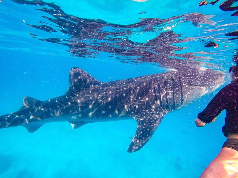Oslob Whale Shark & Tumalog Waterfalls & Sumilon Sandbar - The Whale Shark Encounter: Why It’s Special