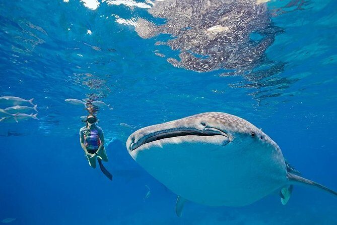 Oslob Whaleshark & Kawasan Falls Tour - Whats Included and Whats Not