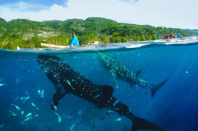 Oslob Whaleshark with Sumilon Island - The Itinerary: An In-Depth Look