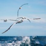 Otago Harbour Wildlife Cruise (Dunedin Shore Excursion) - Final Thoughts