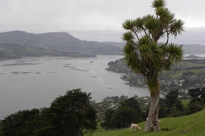 Otago Peninsula Tour and Larnach Castle City Sights (min 4 ) - Practical Details and Considerations