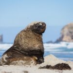 Otago Peninsula Wildlife Tour & Cruise - Who is this tour right for?
