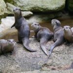 Otter Experience at Melbourne Zoo - excl. entry - The Sum Up