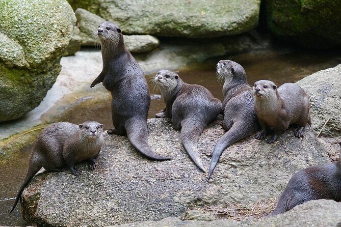 Otter Experience at Melbourne Zoo - excl. entry - The Sum Up