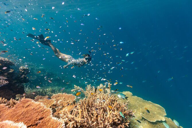 Outer Great Barrier Reef Snorkel Adventure in Airlie Beach - What’s Included and What’s Not
