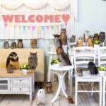 Owl Cafe Tokyo Akiba Fukurou - A Detailed Look at Owl Cafe Tokyo Akihabara Fukurou