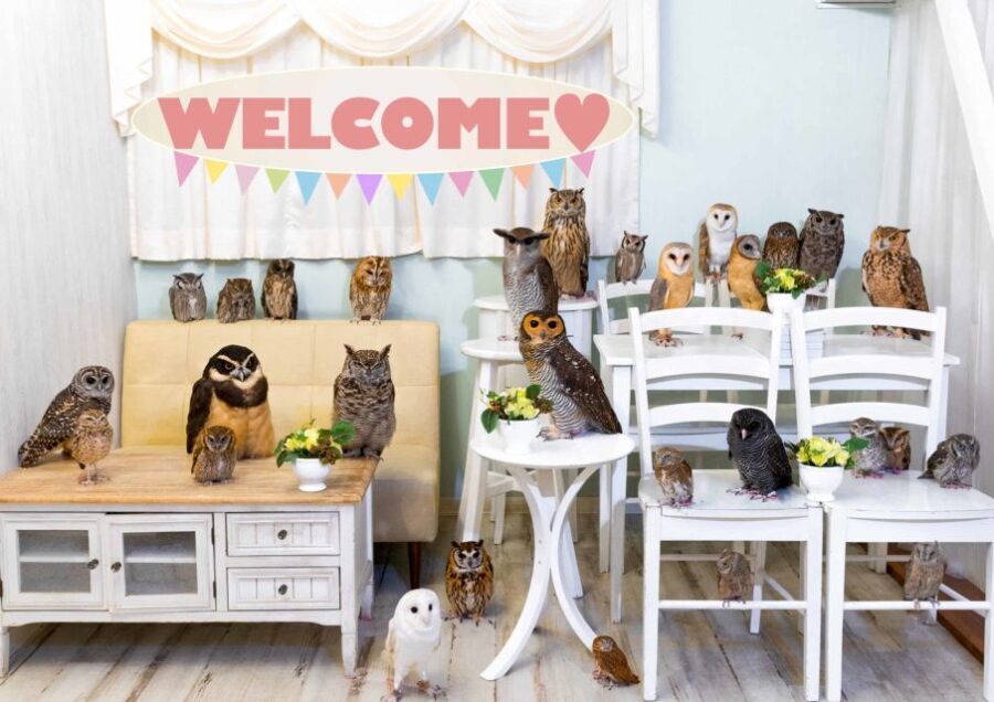 Owl Cafe Tokyo Akiba Fukurou - A Detailed Look at Owl Cafe Tokyo Akihabara Fukurou
