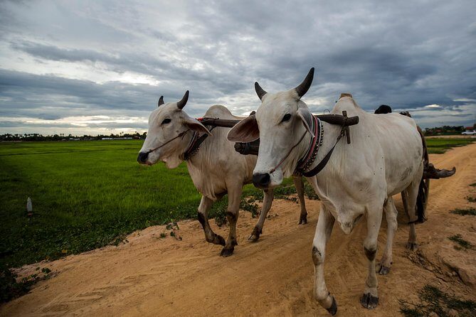 Ox Cart Ride of Rural Cambodia - Final Thoughts
