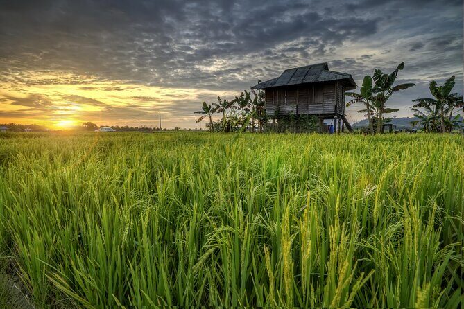 Paddy Field and Fishing Tour in Tanjong Karang - Hands-On Paddy Field Activities