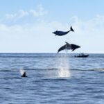 Paihia/Russell: Hole in the Rock and Bay of Islands Cruise - FAQ