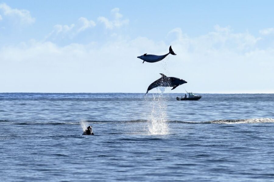 Paihia/Russell: Hole in the Rock and Bay of Islands Cruise - FAQ