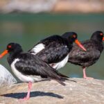 Pambula River Kayaking Tour - Wildlife and Landscape