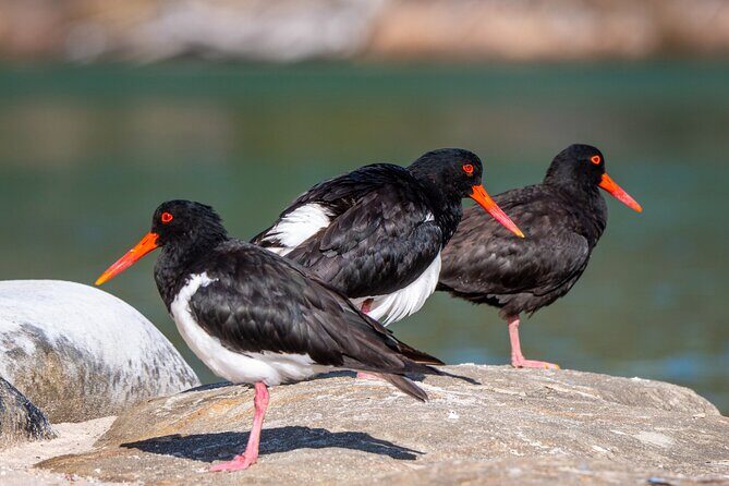 Pambula River Kayaking Tour - Wildlife and Landscape