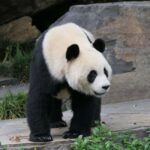 Panda & Friends Tour and a Day at Adelaide Zoo - Final Thoughts: Is This Tour Right for You?