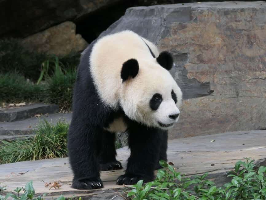 Panda & Friends Tour and a Day at Adelaide Zoo - Final Thoughts: Is This Tour Right for You?