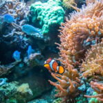 Panglao: Snorkeling at NapalingReef with Sardines Experience - Who Should Consider This Tour?