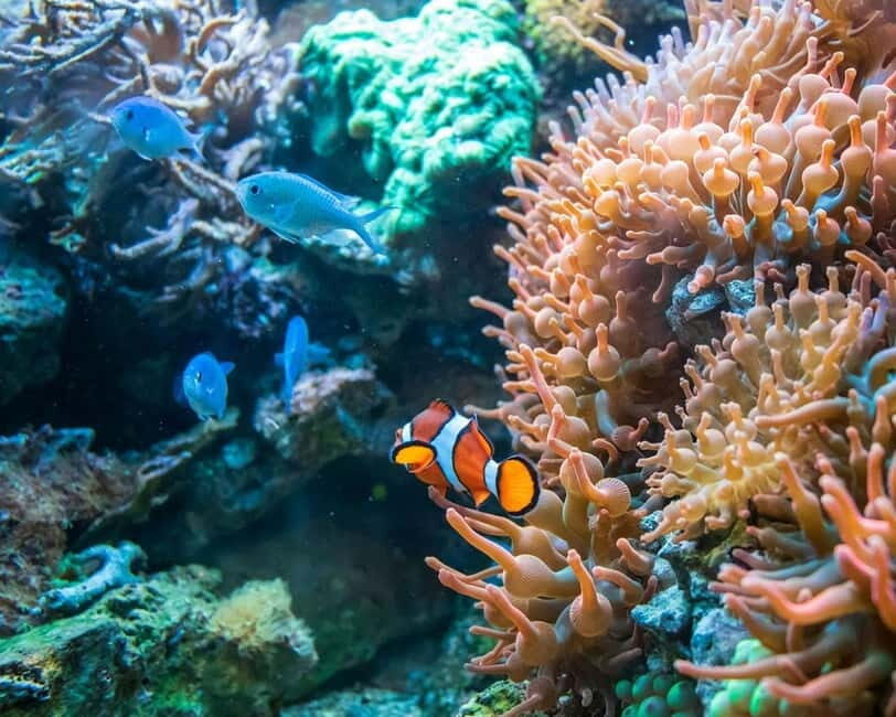 Panglao: Snorkeling at NapalingReef with Sardines Experience - Who Should Consider This Tour?