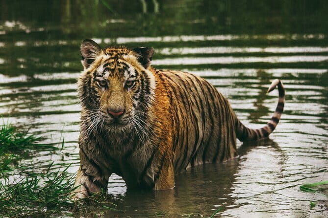 Panna Tiger Reserve Buffer Zone Safari - The Practicalities: Transport, Cost, and Comfort