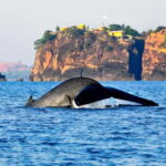 Pasikuda to Trincomalee: Whale & Dolphin Safari + Transport - Final Thoughts