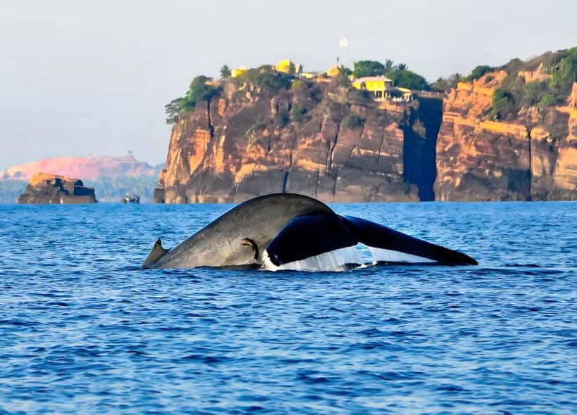 Pasikuda to Trincomalee: Whale & Dolphin Safari + Transport - Final Thoughts