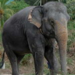 Patong: Elephant Nature Park Guided Walk with Transfer - Who This Tour Is Perfect For
