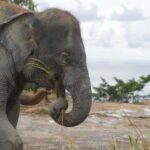 Patong: Elephant Nature Park Learning & Feeding Tour - Who Should Consider This Tour?