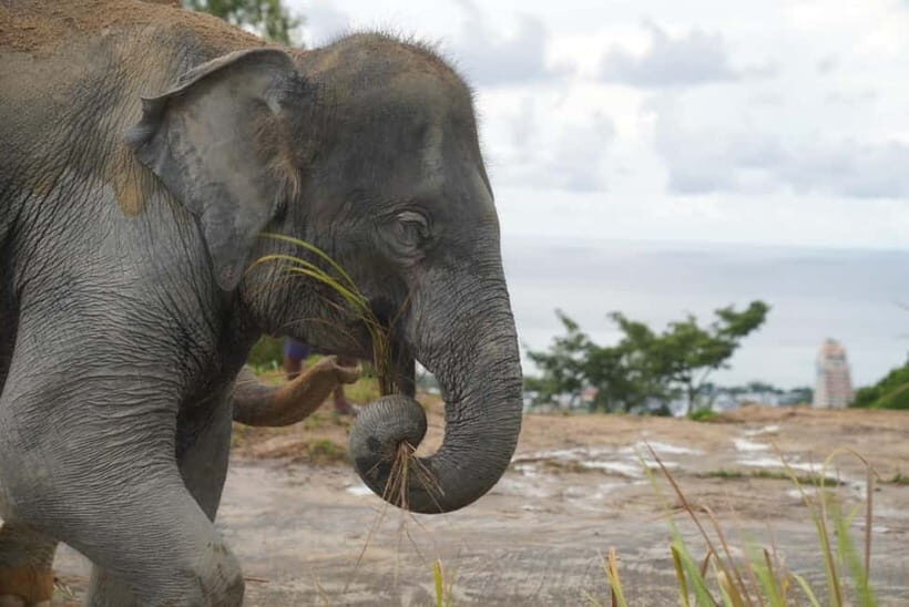Patong: Elephant Nature Park Learning & Feeding Tour - Who Should Consider This Tour?