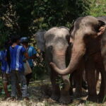 Patong: Elephant Sanctuary Eco Guide Walk & Forage Tour - Authentic Reviews: What Visitors Say