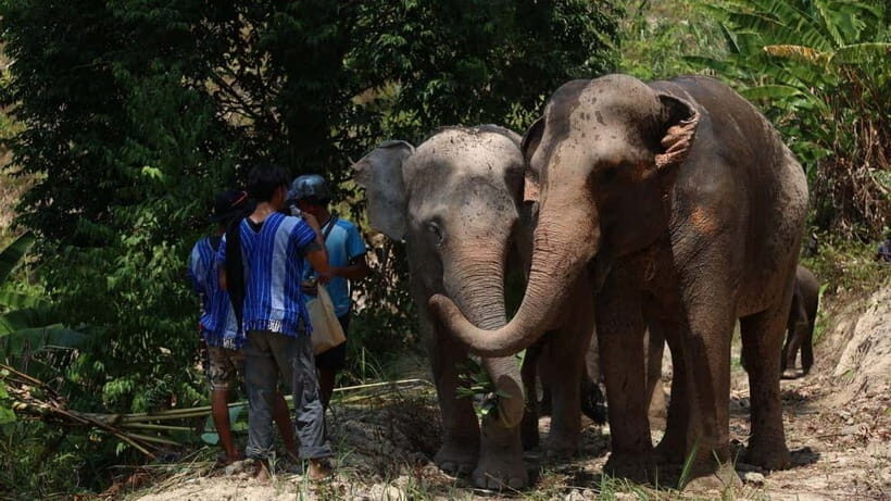 Patong: Elephant Sanctuary Eco Guide Walk & Forage Tour - Authentic Reviews: What Visitors Say