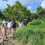 Patong: Elephant Sanctuary Observe & Learn Experience - Practical Details