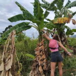 Patong: Elephant Sanctuary Tour with Forest Conservation - The Value of This Experience