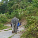 Patong: Elephant Sanctuary Walk Tour with Hotel Transfer - What to Expect During Your Elephant Sanctuary Walk
