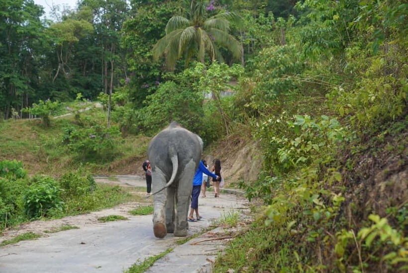 Patong: Elephant Sanctuary Walk Tour with Hotel Transfer - What to Expect During Your Elephant Sanctuary Walk