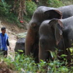 Patong Highlights: Elephant Sanctuary Tour with Transfer - What’s Included and How It Adds Value