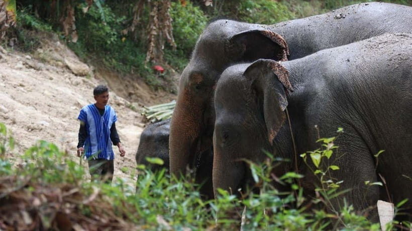 Patong Highlights: Elephant Sanctuary Tour with Transfer - What’s Included and How It Adds Value