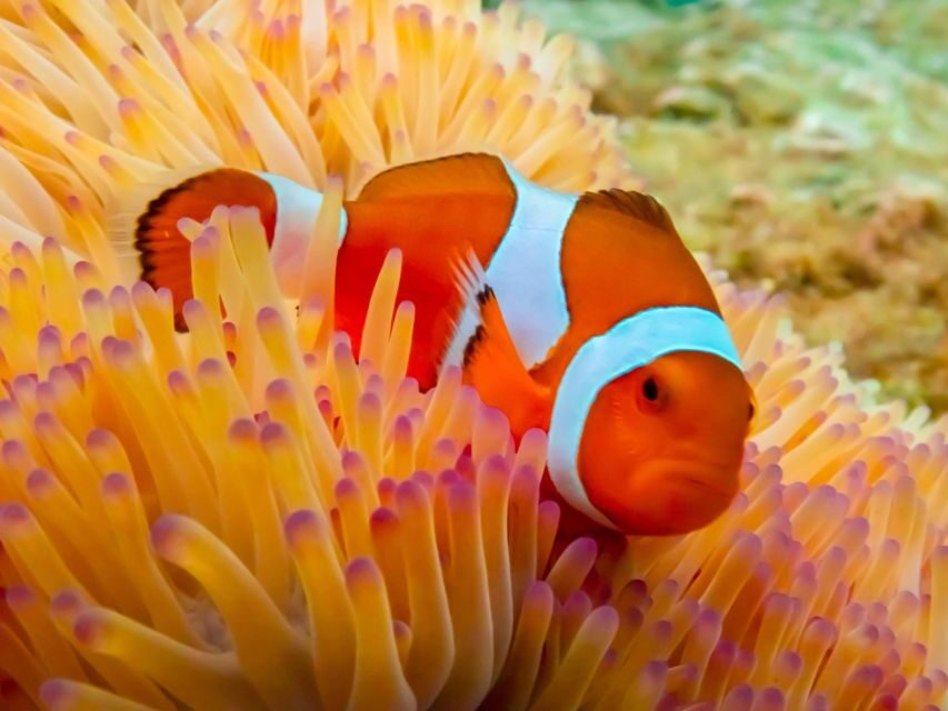 Pattaya: Nemo Island Experience with Drone Photos and Lunch - Analyzing the Value