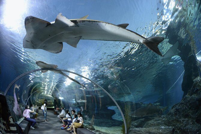 Pattaya Underwater World Tickets with Optional Hotel Pickup - Authentic Feedback and Honest Appraisals