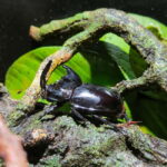 Penang: Entopia General Admission Tickets - The Practical Side: Tickets, Price, and Tips