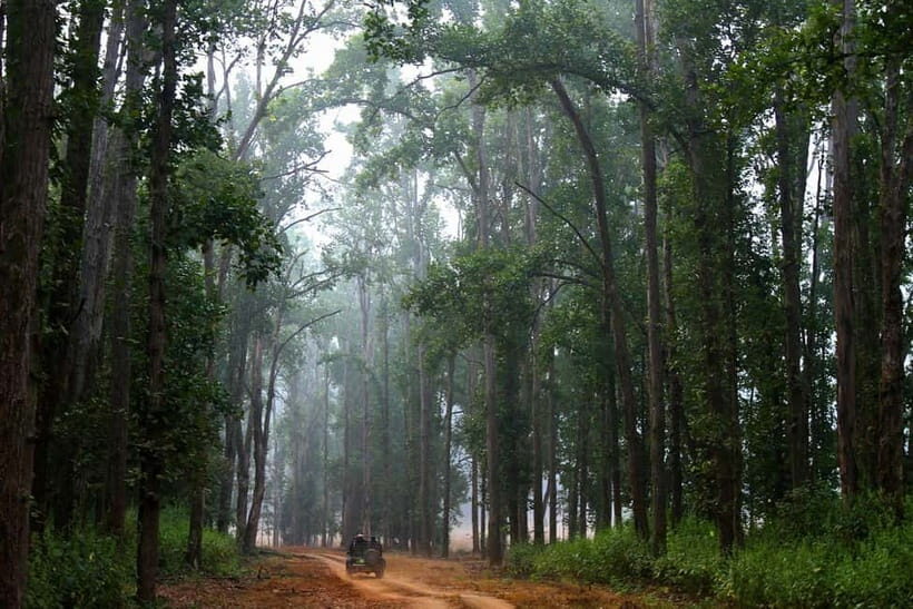 Pench National Park: Skip the Line Access to Jungle Safari - Who Should Consider This Tour?