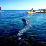 Penguin and Seal Islands Sea Kayaking Experience - What to Expect on the Water