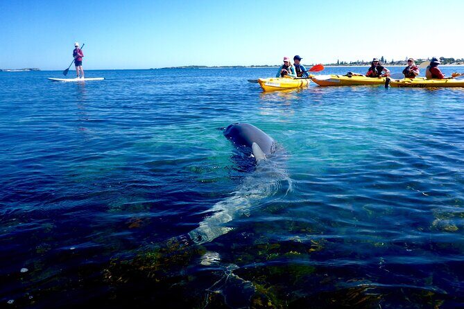 Penguin and Seal Islands Sea Kayaking Experience - What to Expect on the Water