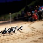 Penguin Parade: General Viewing Ticket - Practical Tips for Visitors