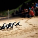 Penguin Parade, & Wildlife Encounters Eco Tour from Melbourne - Coastal Views and Seal Colonies