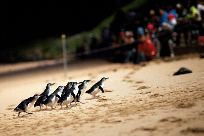 Penguin Parade, & Wildlife Encounters Eco Tour from Melbourne - Coastal Views and Seal Colonies