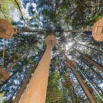 Pennant Hills: Tree Ropes Course Session - The Value of the Experience