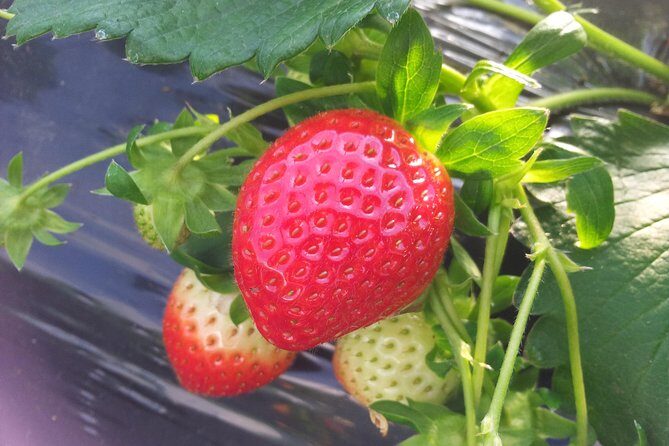 [Perfect Private Tour] Strawberry Farm & Nami Island & Lunch - Final Thoughts: Is It Worth It?